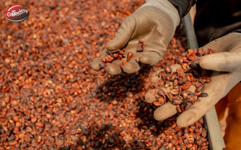 Fine Robusta và xu hướng trẻ hóa cộng đồng sành cà phê Việt