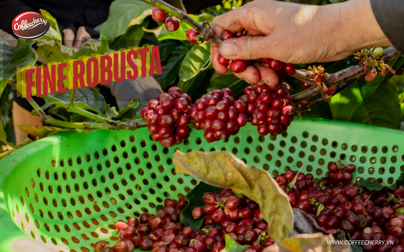 Làm thế nào để hái cà phê đạt chuẩn Fine Robusta?